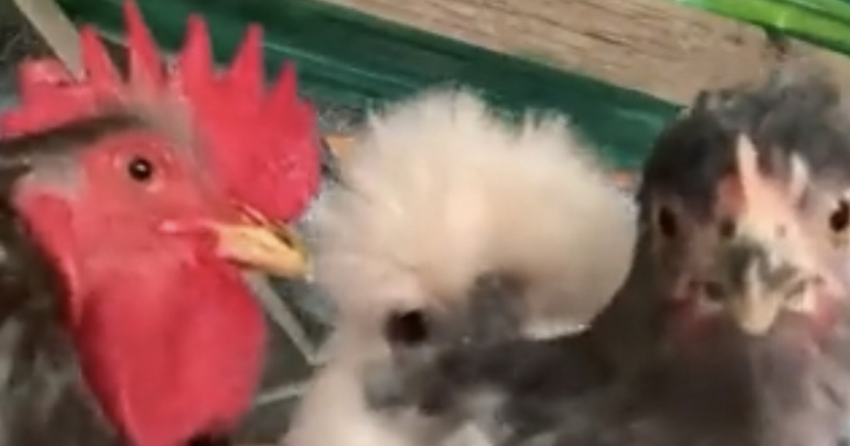 Tennessee hilariously trolls South Carolina after 41-20 win - A to Z Sports