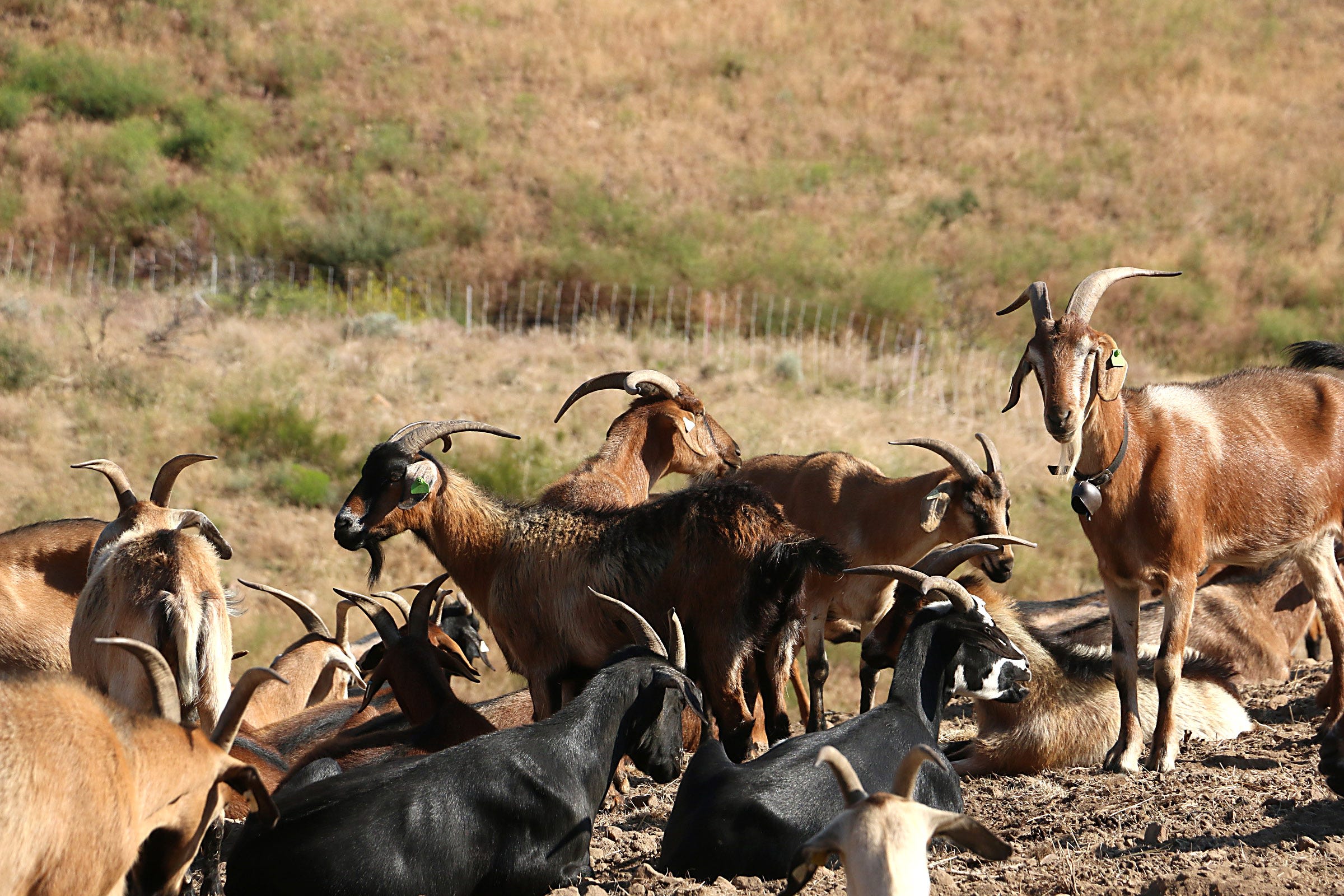 Lions' Dan Campbell explains the funny gaffe Texas made when they were ...